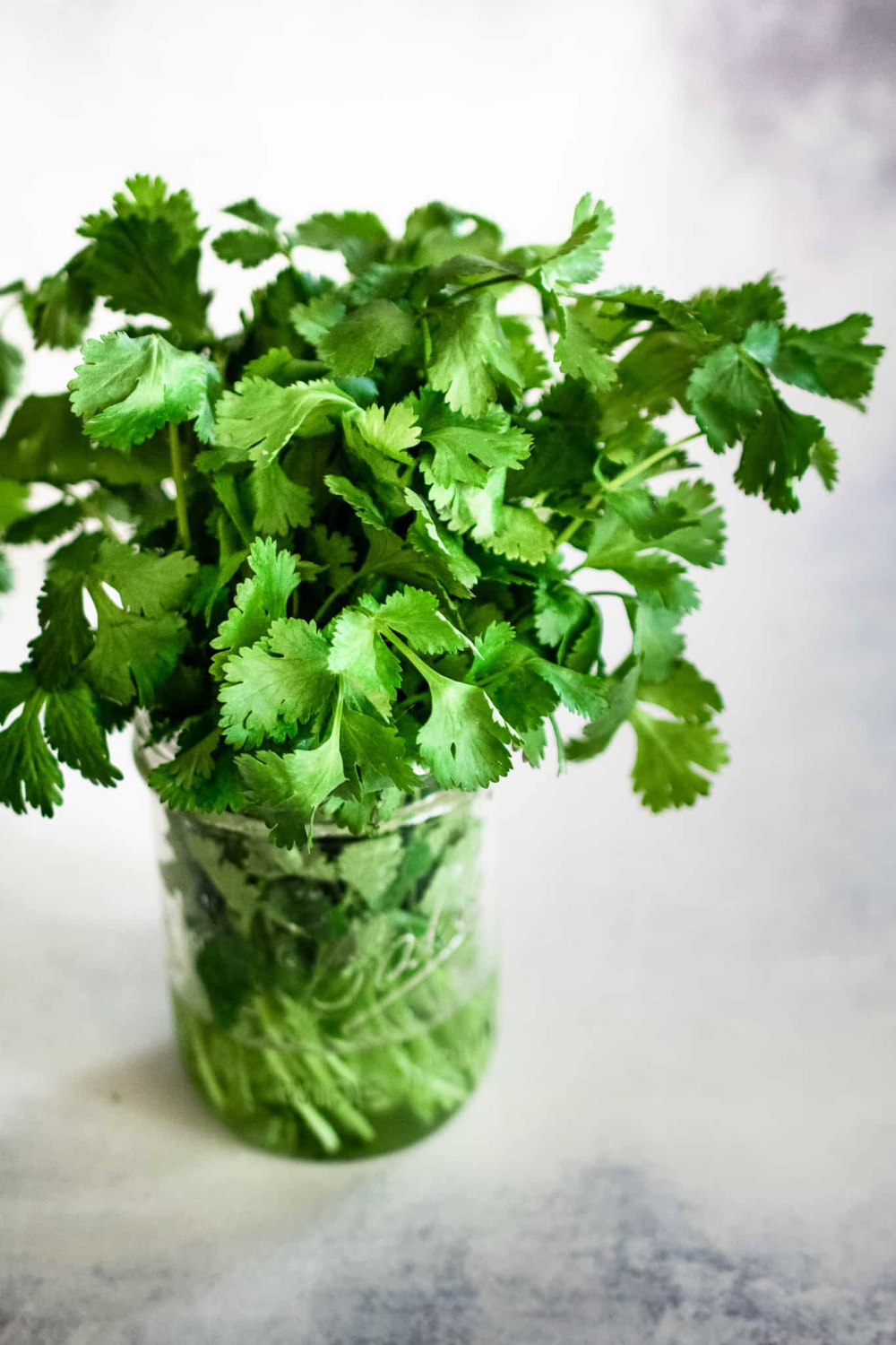 Cilantro Atado Antis ptico Canastaviva